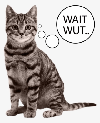 Wut Png - Free Transparent PNG Download - PNGkey