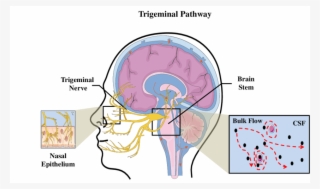 Schematic Representation Of The Trigeminal Nerve Pathway - Free ...