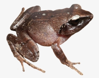 Royalty Free Library Clip Art Brown Coqui - Free Transparent PNG ...