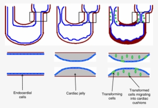 Illustration Of Emt In The Developing Heart - Free Transparent PNG ...
