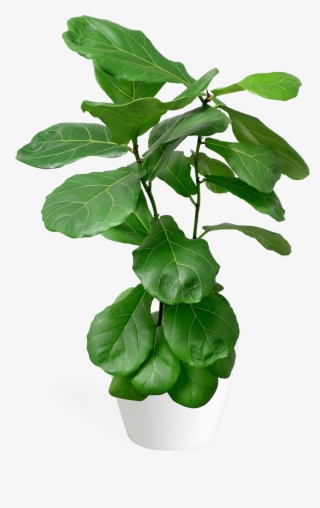 Ficus Lyrata - Fiddle-leaf Fig - Free Transparent PNG Download - PNGkey
