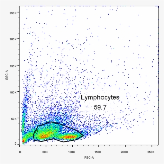 How To Gate The Lymphocytes In A Mouse Spleen Mononuclear - Spleen ...