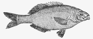 Fishing Drawing Suckers Black And White - Sucker Fish Coloring Pages ...