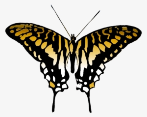 Swallowtail Butterfly - Free Transparent PNG Download - PNGkey