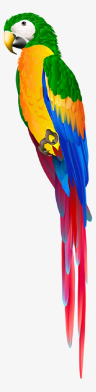 Cute Parrot Png Image - Cartoon Parrot Transparent Background - Free ...