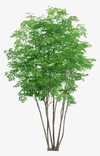 Tree Trunk PNG, Transparent Tree Trunk PNG Image Free Download - PNGkey