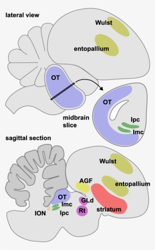Brain - Labeled Brain Diagram - Free Transparent PNG Download - PNGkey