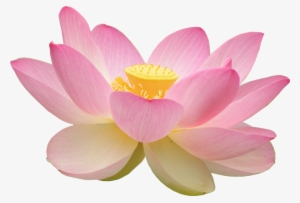 Flower Side View Png - Free Transparent PNG Download - PNGkey