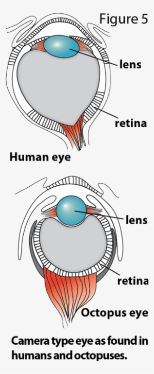 Octopus Eye Vs Human Eye - Retina - Free Transparent PNG Download - PNGkey