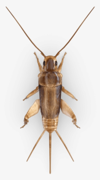 Cricket Insect Transparent Background - Free Transparent PNG Download ...