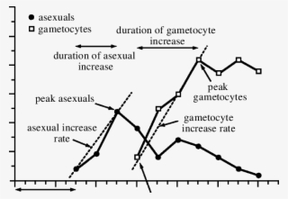 Schematic Representation Of Life - Diagram - Free Transparent PNG ...