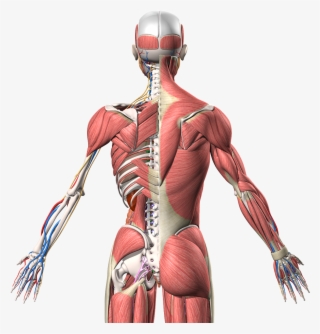 Human Anatomy 3d Model - Back Anatomy Png - Free Transparent PNG ...