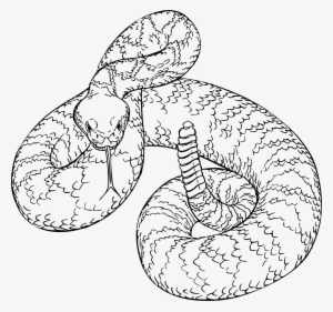 Western Diamondback Rattlesnake Drawing - Free Transparent PNG Download ...