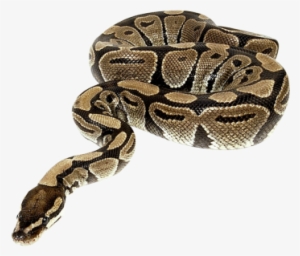 Snake Clipart Photos Png Images - Python Snake Png - Free Transparent ...