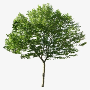 Single Tree Png Png Images - Tree Png - Free Transparent PNG Download ...