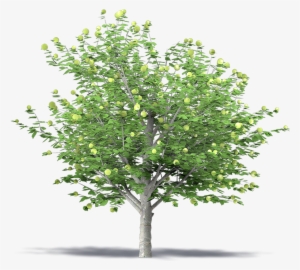 Prunus Armeniaca Tree Png - Free Transparent PNG Download - PNGkey