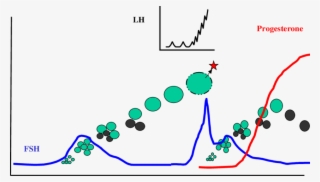 Cartoon Of Plasma Fsh, Lh, And Progesterone Concentrations - Lh Fsh ...