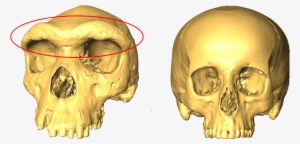 Eyebrow Vector - Eyebrows And Eyelashes Drawing - Free Transparent PNG ...