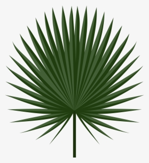 Sabal Leaf Icons Png - Palmleaf Png - Free Transparent PNG Download ...