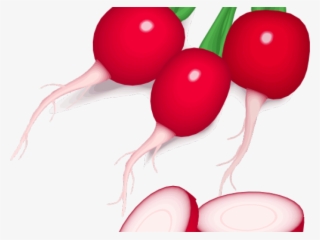 White Radish Png - Mula Vegetables - Free Transparent PNG Download - PNGkey