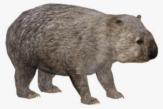 Common Wombat Png Image - Wombat Png - Free Transparent PNG Download ...