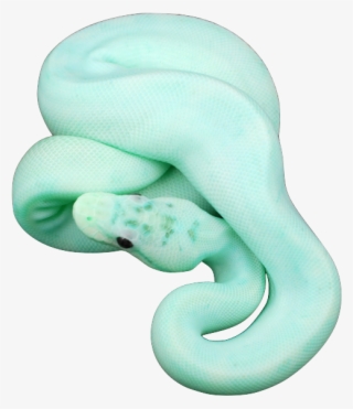 Jesus I Hope Mint Green Snakes Are A Real Thing - Mint Colored Snake ...