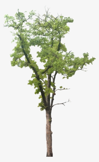 A Collection Of Tropical Plant Images With Transparent - Tree Png ...