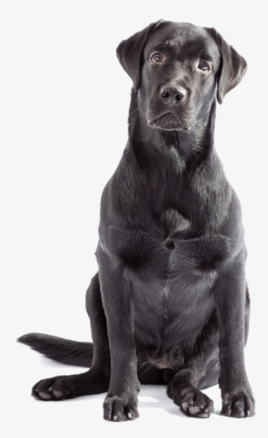 Labrador Retriever Transparent Image - Labrador Retriever - Free ...