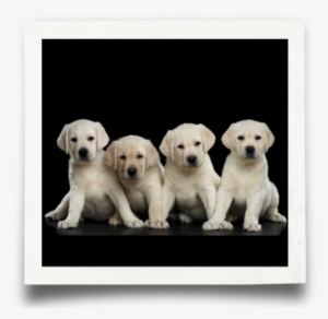 Labrador Retriever - Black Lab Transparent Background - Free ...