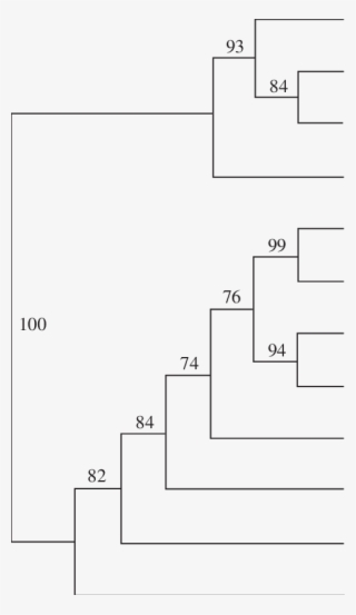 Maximum Likelihood Bootstrap Tree Showing Clades Supported - Diagram ...