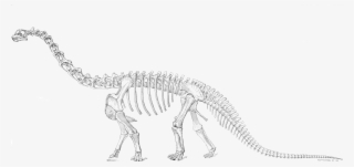 Drawings And Model Of A Camarasaurus Prepared For Osborn - Camarasaurus ...