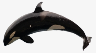 Killer Whale - Killer Whales Without Background - Free Transparent PNG ...