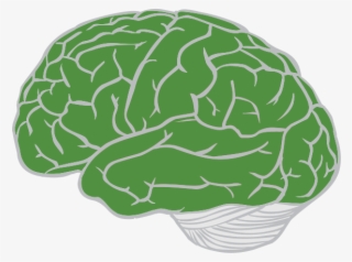 Brain-lobes - Cauliflower - Free Transparent PNG Download - PNGkey