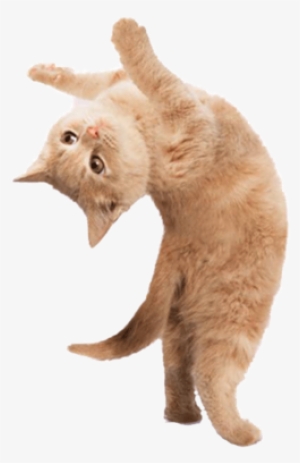 Happy Cat Png - Cat - Free Transparent PNG Download - PNGkey
