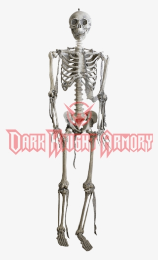 Skeleton Prop - Free Transparent PNG Download - PNGkey