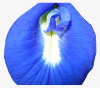 Morning Glory Png - Nilkanth Flower - Free Transparent PNG Download ...