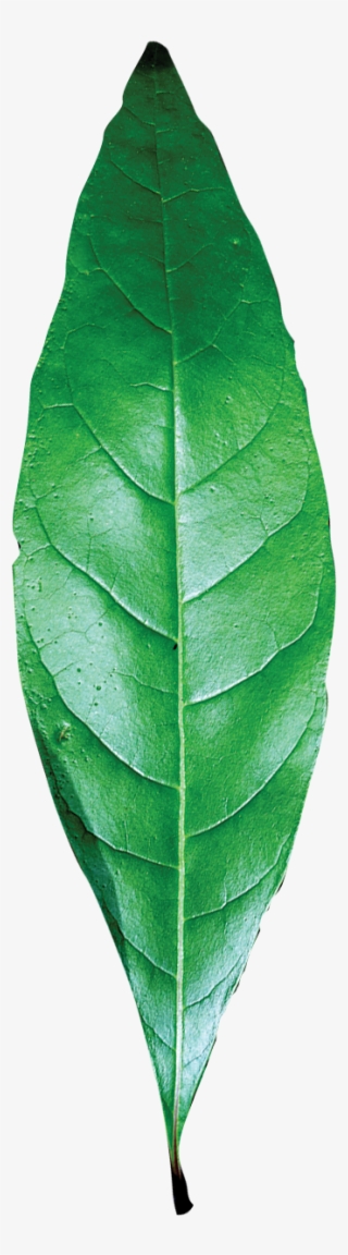 Simple - Single Green Leaf Png - Free Transparent PNG Download - PNGkey