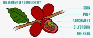 Coffee Cherry Anatomy - Coffee Cherry Illustration - Free Transparent ...