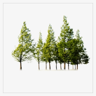 Forest Freetoedit - Tree Line - Free Transparent PNG Download - PNGkey