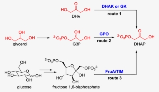 Enzymatic Routes To Dhap - Diagram - Free Transparent PNG Download - PNGkey