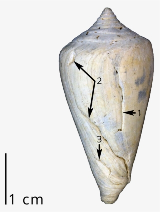 A Fossil Cone Snail Shell Showing Three Different Sets - Leafhopper ...