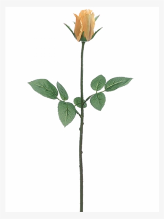 Hybrid Tea Rose - Free Transparent PNG Download - PNGkey