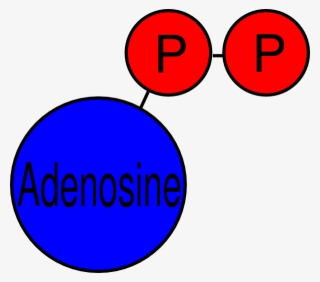 Adp Clip Art - Adenosine Diphosphate Clip Art - Free Transparent PNG ...