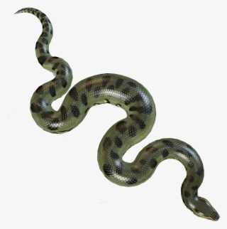 Anaconda PNG, Transparent Anaconda PNG Image Free Download - PNGkey