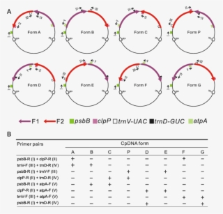 Sketches Of Eight Different Cpdna Forms - Diagram - Free Transparent ...