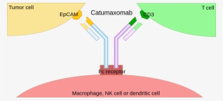 Mechanism Of Action Studies - Cytokines Mechanism Of Action - Free ...