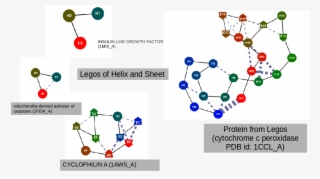 Proteins As Legos - Diagram - Free Transparent PNG Download - PNGkey