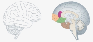 Human Brain - Prefrontal Cortex Png - Free Transparent PNG Download ...