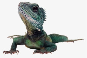 Lizard PNG, Transparent Lizard PNG Image Free Download - PNGkey