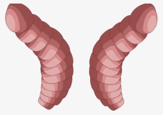 Photo Worm-yagan - Illustration - Free Transparent PNG Download - PNGkey